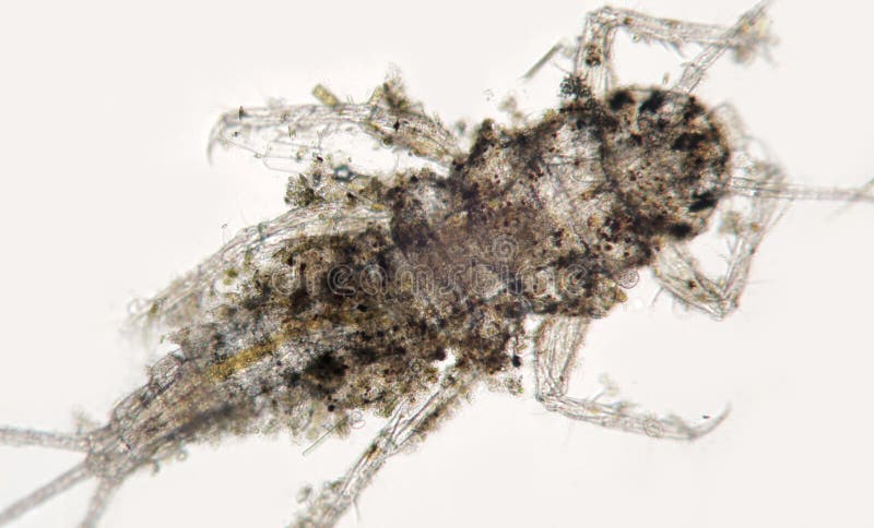 Insect Mayfly or Shadflies or Fishflies Nymph by Microscope, Larva in ...