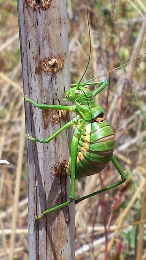 Insect stock photo. Image of corsica, fauna, insect, mediterranean ...
