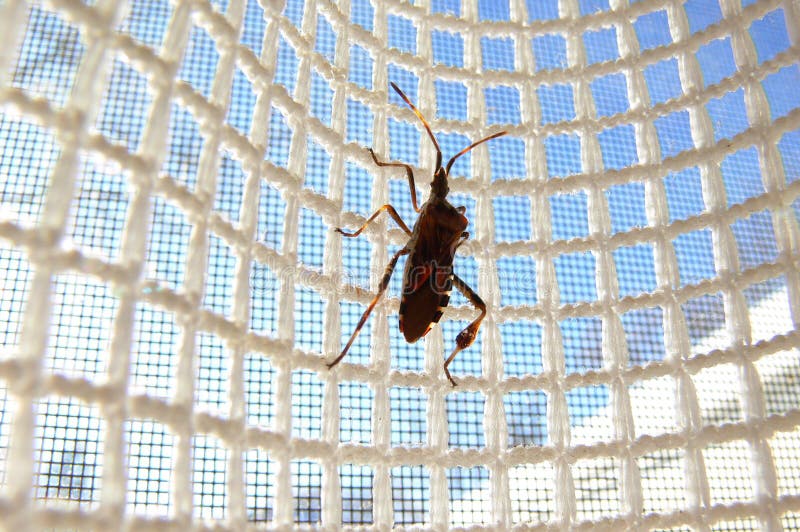 Insect on Mesh stock image. Image of climbing, close, animal - 9222039