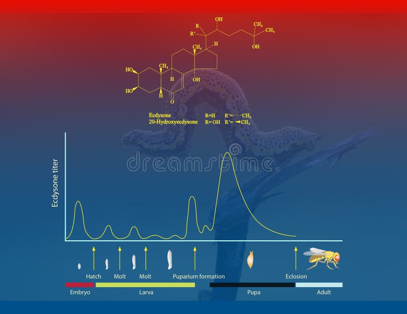 Insect Molting Stock Illustrations – 33 Insect Molting Stock ...