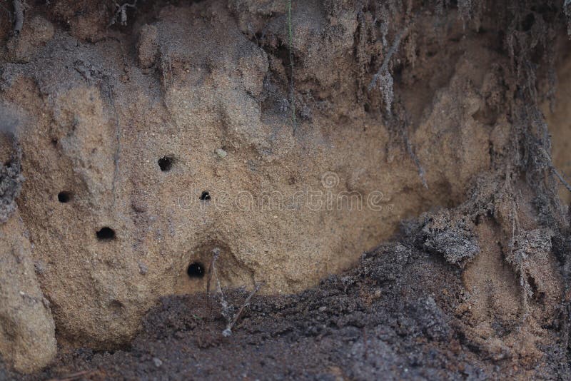 Insect mink in the sand. stock image. Image of beetles - 212499105