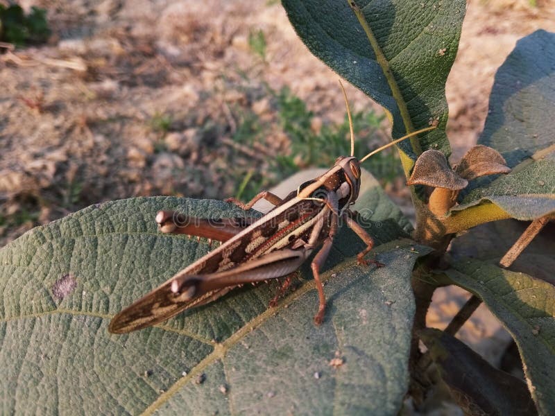 Insect mite worm stock image. Image of cloudy, sitting - 136861321