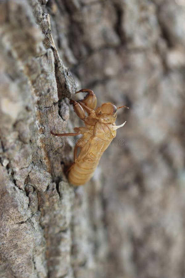 Insect Growth Process in the Outside Stock Image - Image of insummer ...