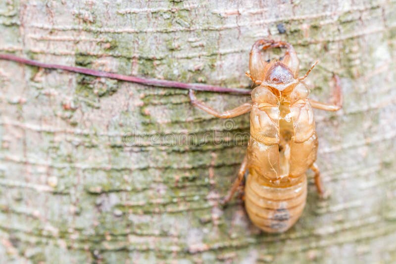 Insect Molting, Cicada Molt on Tree Bark. Stock Photo - Image of ...