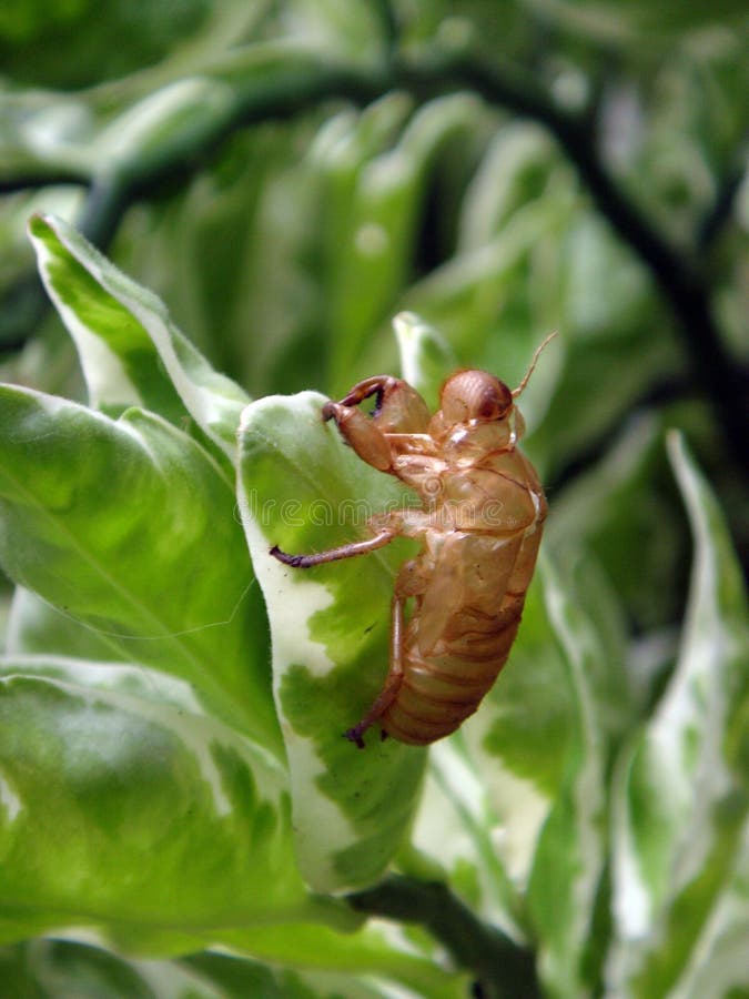 Insect molting stock photo. Image of molting, insect - 57160334