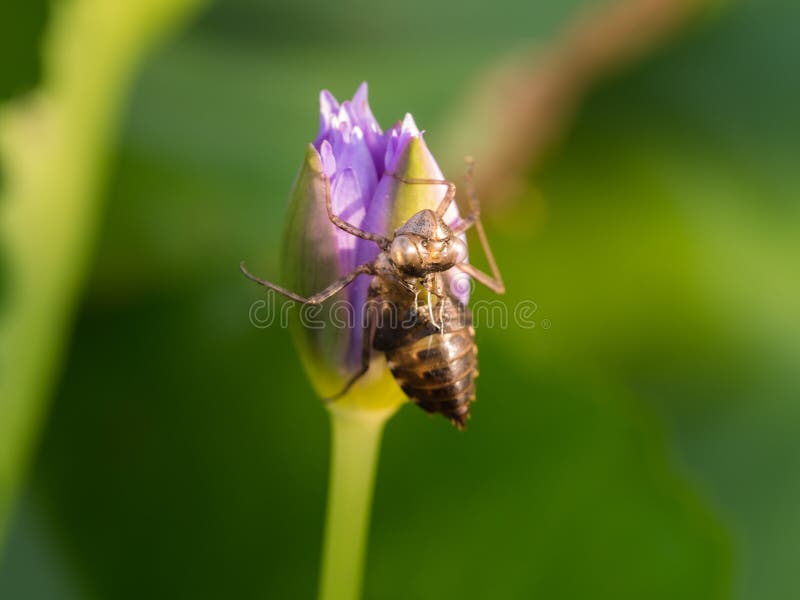 Insect Molting on the Lotus Flower Stock Image - Image of brown ...