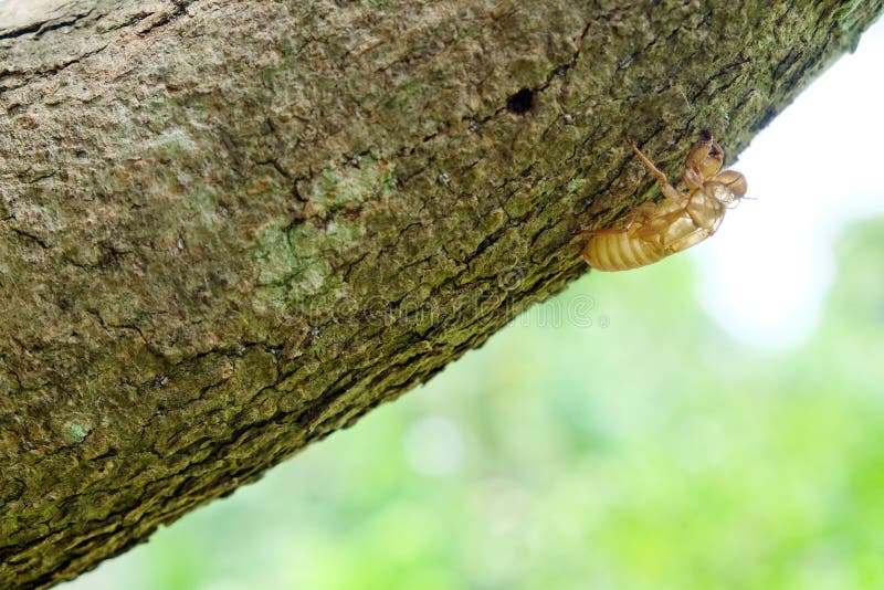 Insect molting on tree stock photo. Image of lichen, larva - 73576660