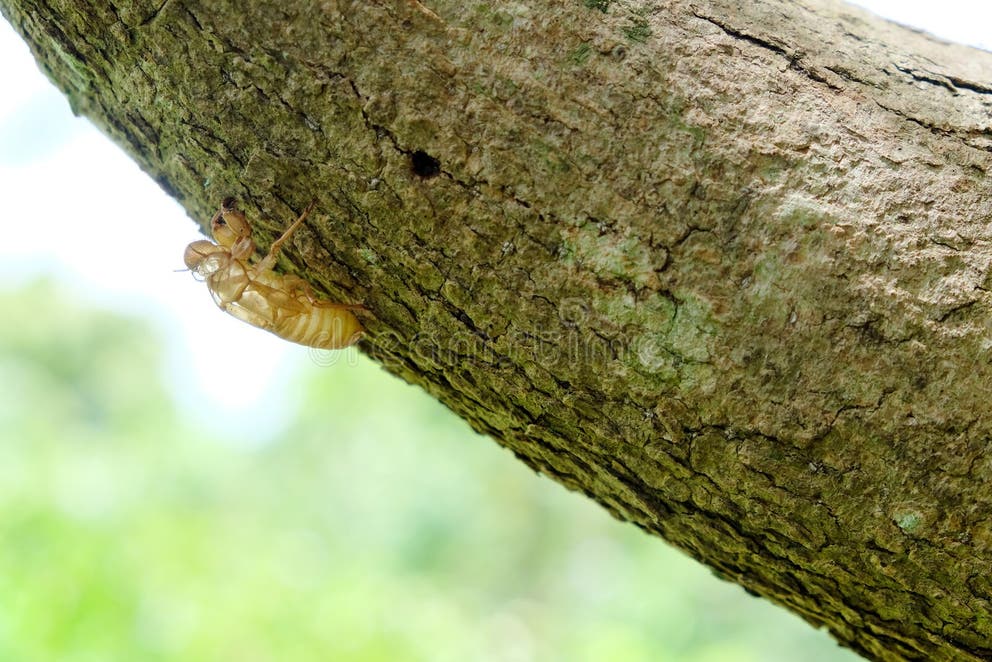 Insect molting on tree stock photo. Image of nature, swamp - 73576682
