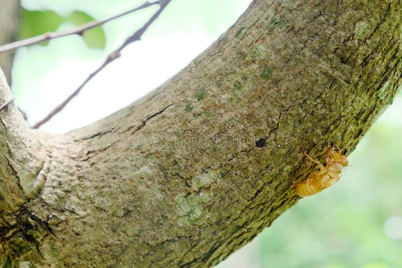 Insect molting on tree stock photo. Image of summer, animal - 73576796