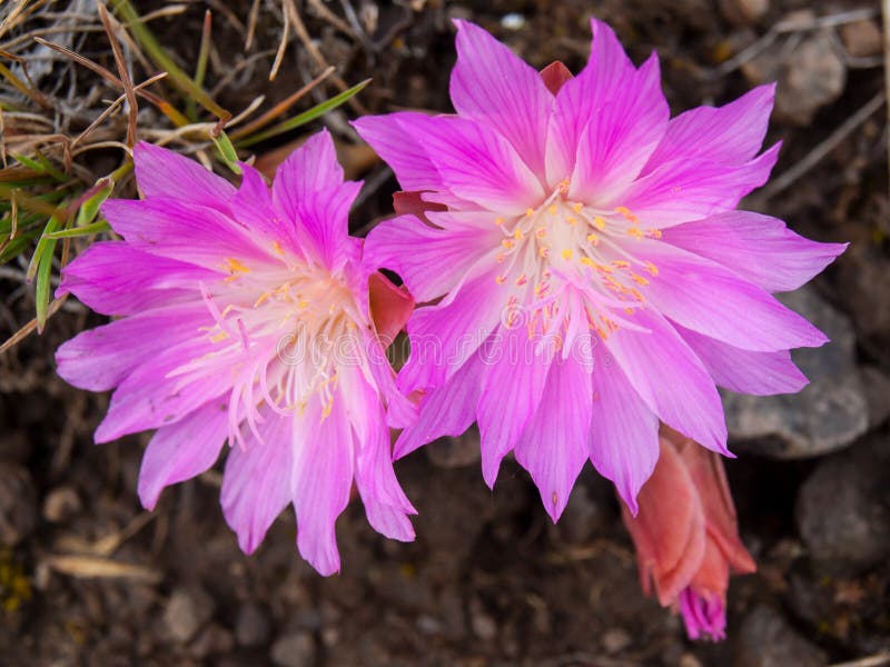 Insect on a Montana Bitterroot Flower Stock Image - Image of floral ...