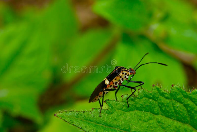 Insect in the Morning. stock image. Image of macro, insect - 27443287
