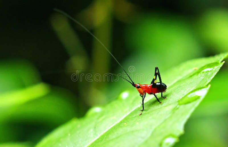 Insect in the Morning stock image. Image of macro, outdoor - 36112153