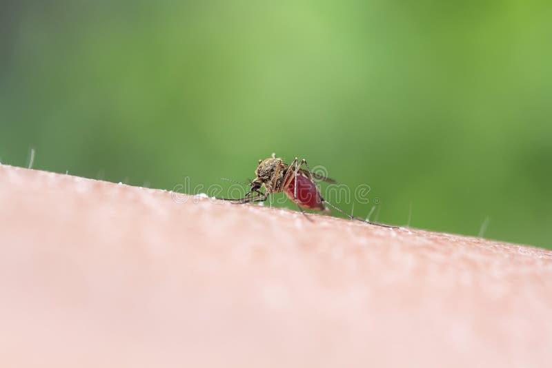 Insect Mosquito Drinking Blood from Hand Stock Image - Image of large ...