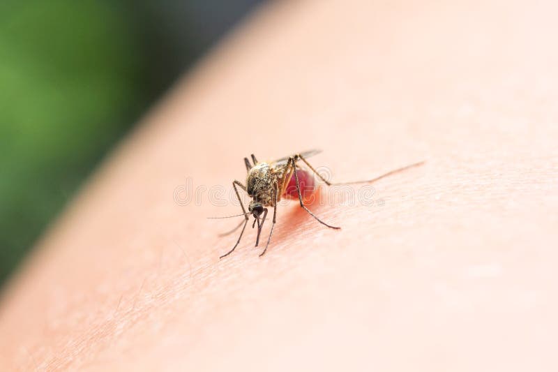 Insect Mosquito Drinking Blood from Hand Stock Image - Image of macro ...