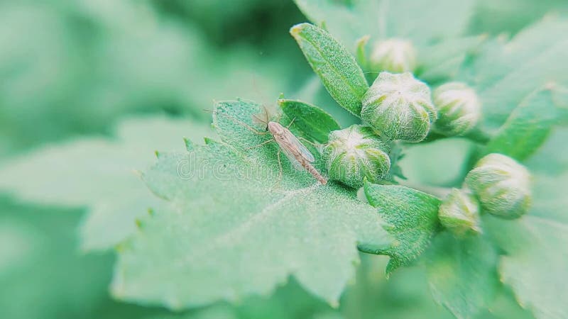 Insect Moth on Green Leaf and Flower Buds Stock Footage - Video of ...