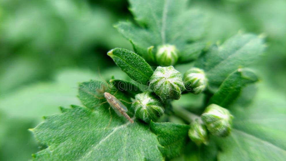 Insect Moth on Green Leaf and Flower Buds Stock Photo - Image of ...