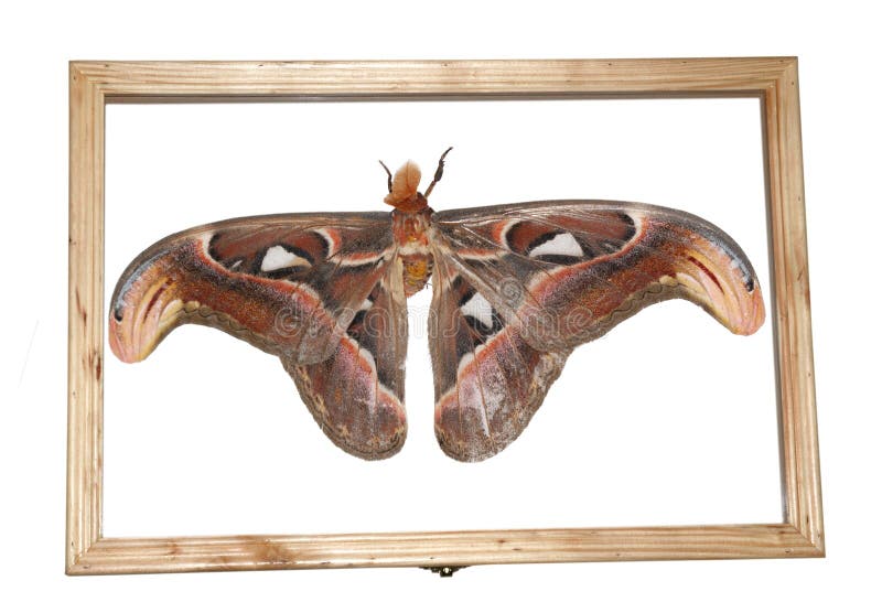 Giant Atlas Moth stock image. Image of milkweed, bright - 11158211