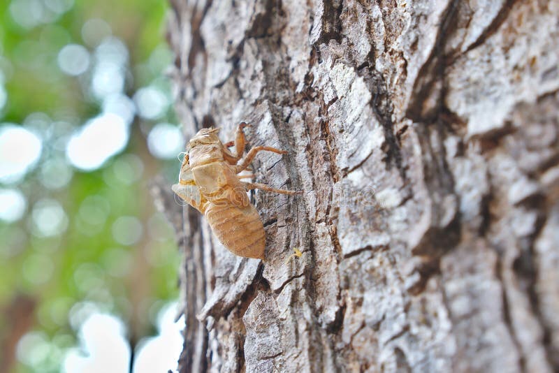 Insect moult on tree bark stock photo. Image of green - 124763750