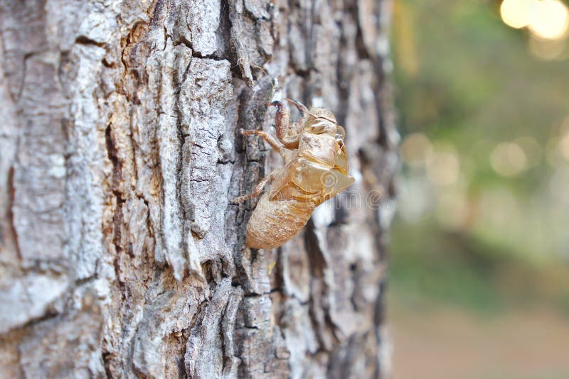 Insect moult on tree bark stock photo. Image of background - 124763650