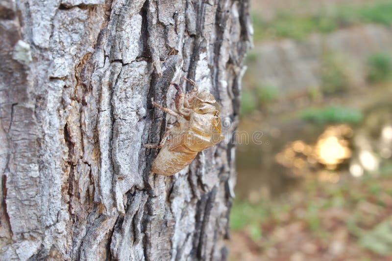Insect moult on tree bark stock image. Image of pine - 124763697