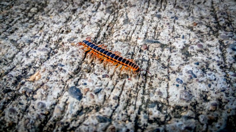 Insect stock image. Image of black, insect, multi, cute - 97724883