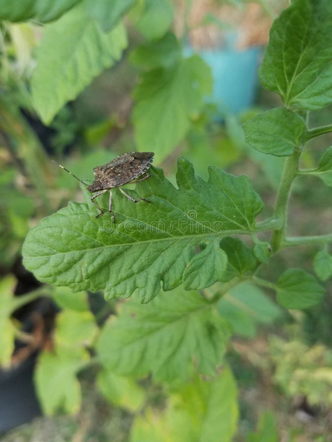 Insect stock photo. Image of insect, green, leaf, garden - 100614852
