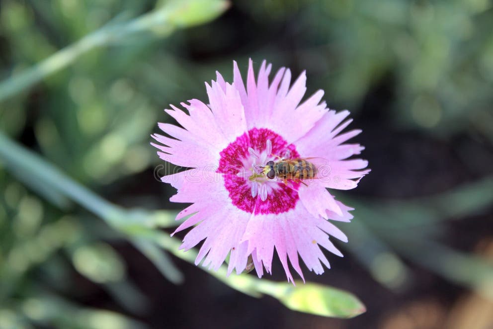 Insect on a nail stock photo. Image of globe, flowers - 79165100