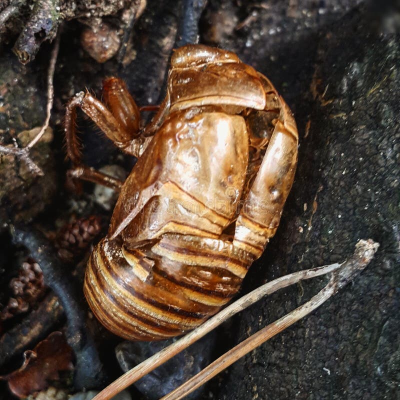 Insect stock image. Image of japan, garden, molt, natural - 81530209