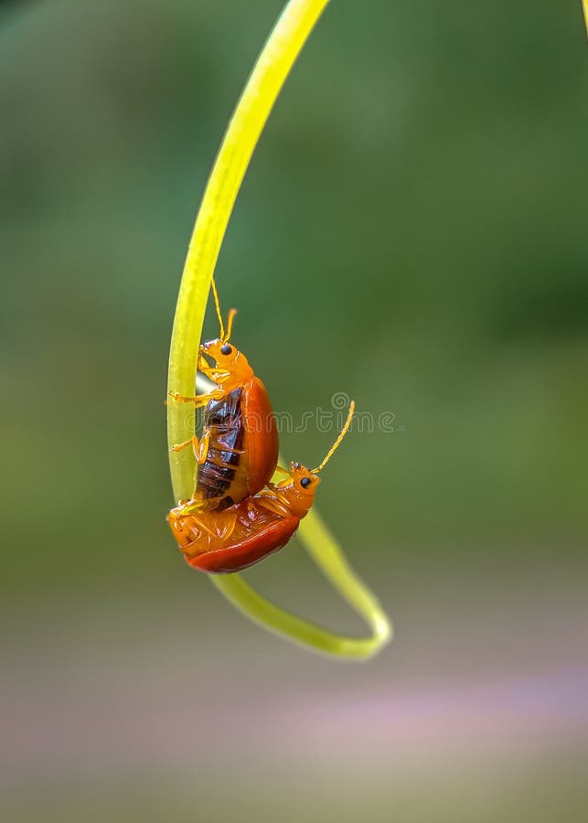 Insect natural love stock image. Image of tree, beauty - 152835797