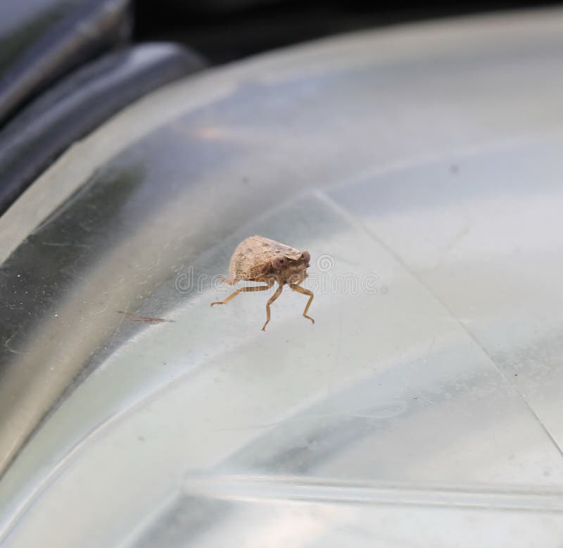 Insect stock image. Image of nature, phenomenon, leave - 90666423