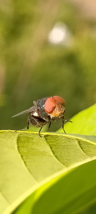 Insect natural tropical stock photo. Image of animal - 190638738
