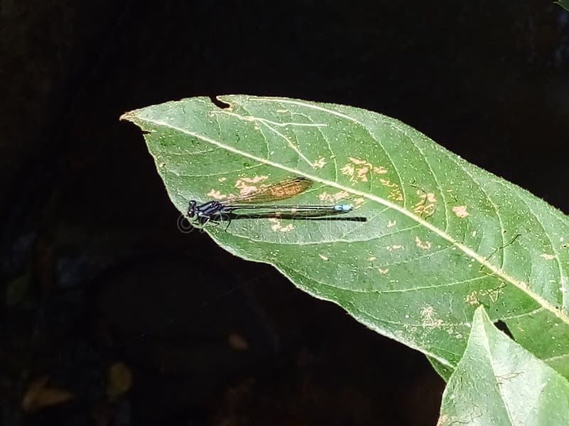 Insect and Nature at Brazil Stock Photo - Image of food, produce: 255610586