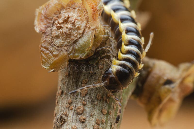 Insect in nature stock photo. Image of nature, wild - 190834610