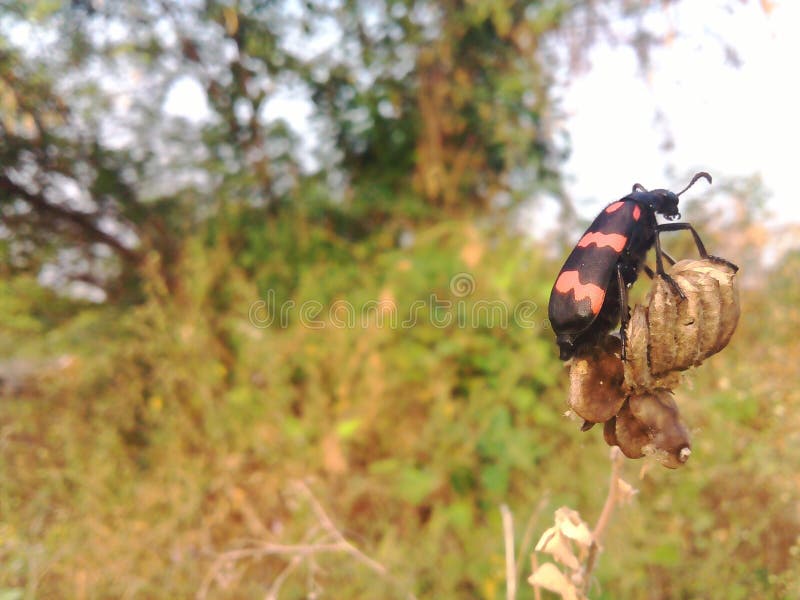 Insect at nature stock photo. Image of view, natural - 94553600