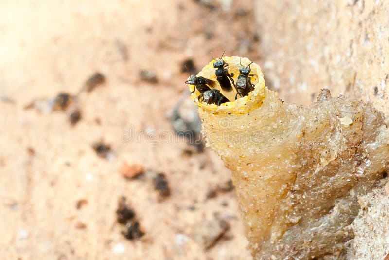 Insect nest stock image. Image of careful, defend, field - 28267753