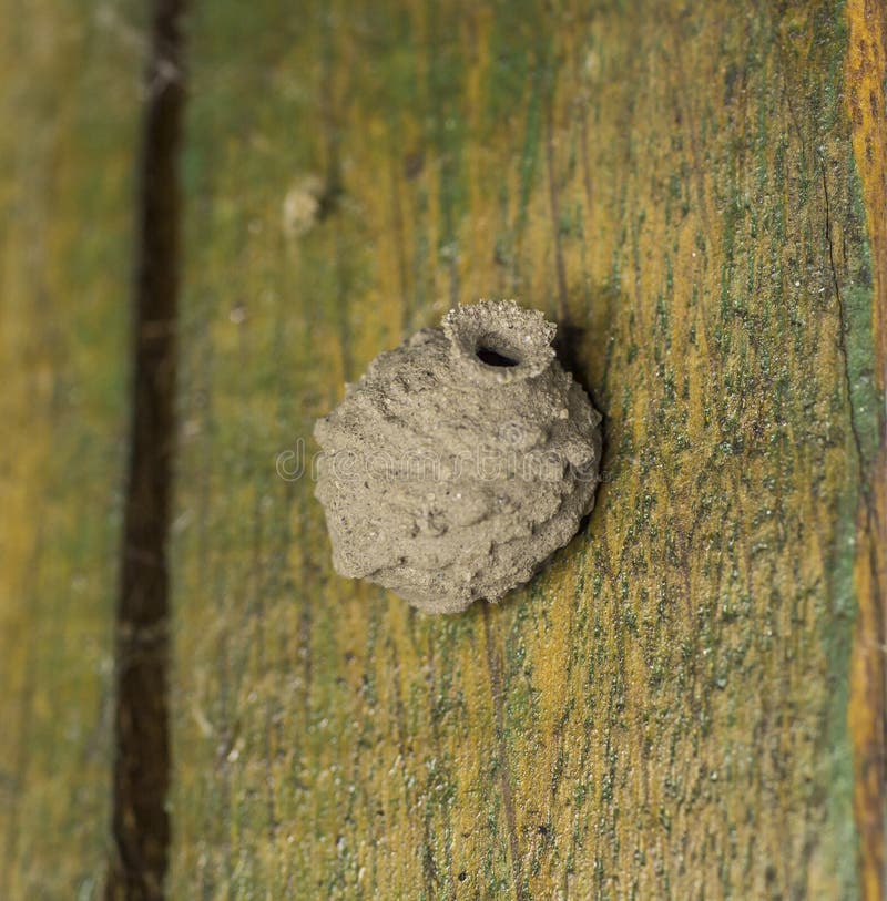 Insect nest stock photo. Image of nest, macro, cozy, insect - 44587842
