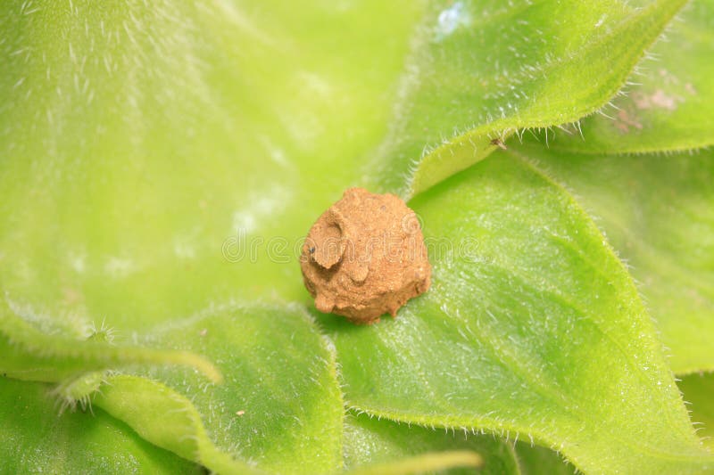 Insect nest stock photo. Image of animals, leaves, insects - 370590470