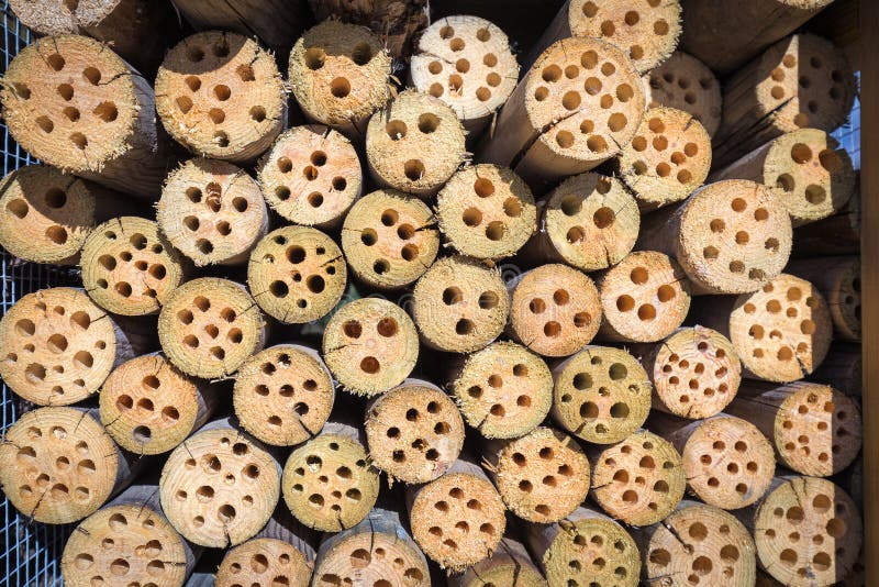 Insect Nests Made in Stacked Logs Stock Image - Image of garden, insect ...