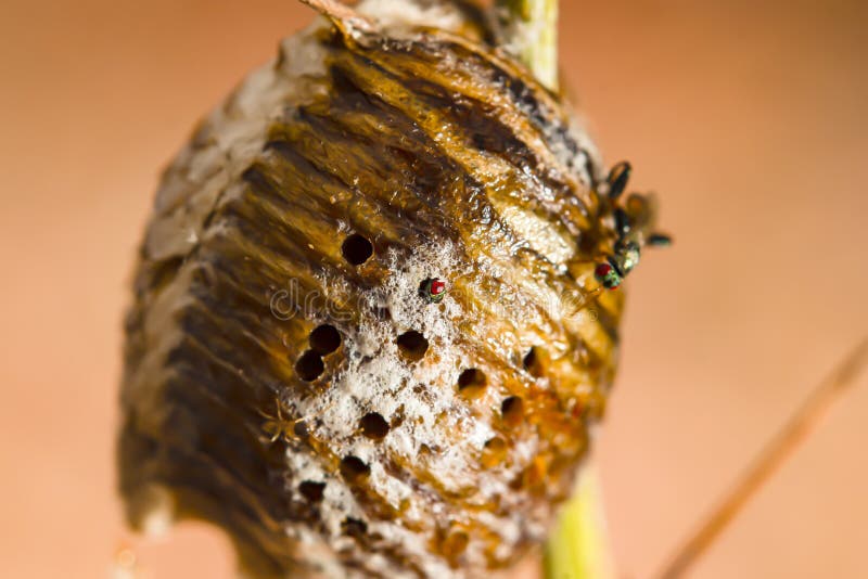 Insect nests stock photo. Image of branch, pest, hive - 213945746