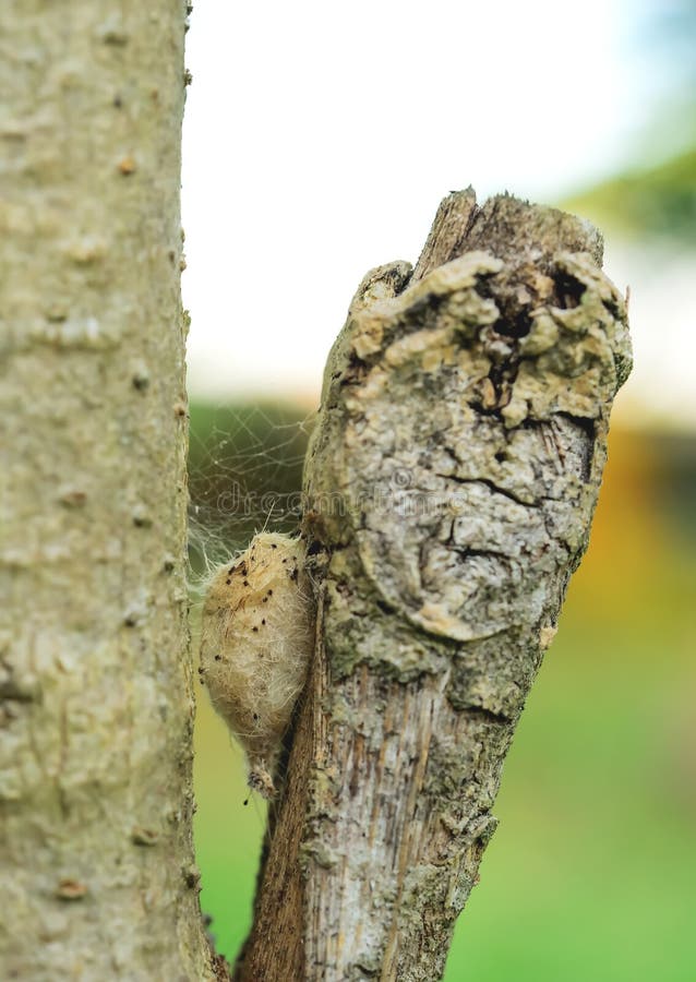 Insect nests stock image. Image of danger, ecology, jacket - 85589331
