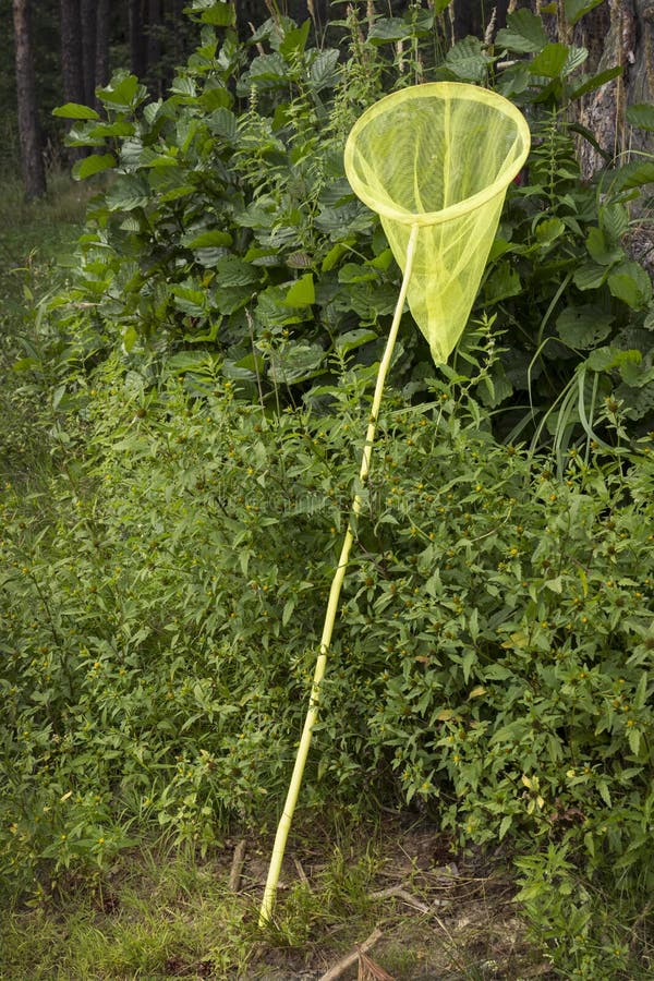 Insect Net for Catching Yellow Insects at Edge of Forest Stock Photo ...
