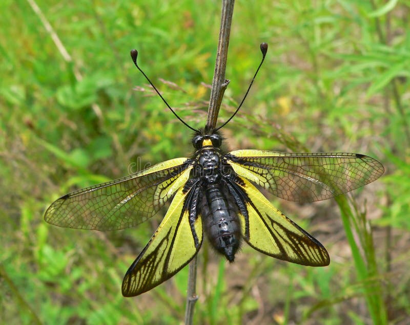 Insect Neuropterous (Ascalaphidae) Stock Photo - Image of wings ...