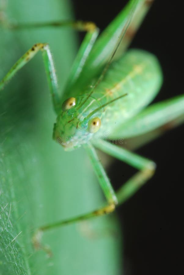 Insect op Blad stock foto. Image of wild, tuin, ogen - 14746676