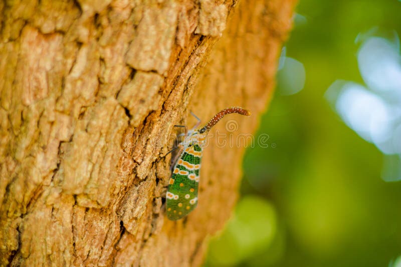 Lanternfly, Het Insect Op Boom In Tropische Bossen Stock Afbeelding ...