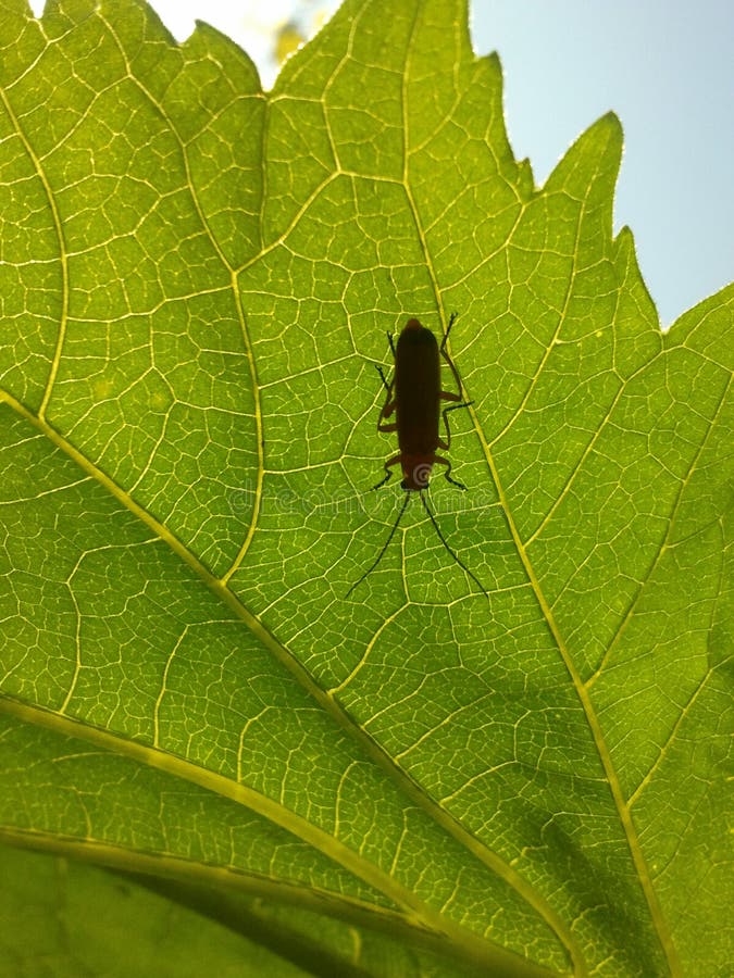 Insect op een blad stock afbeelding. Image of zitting - 42155431