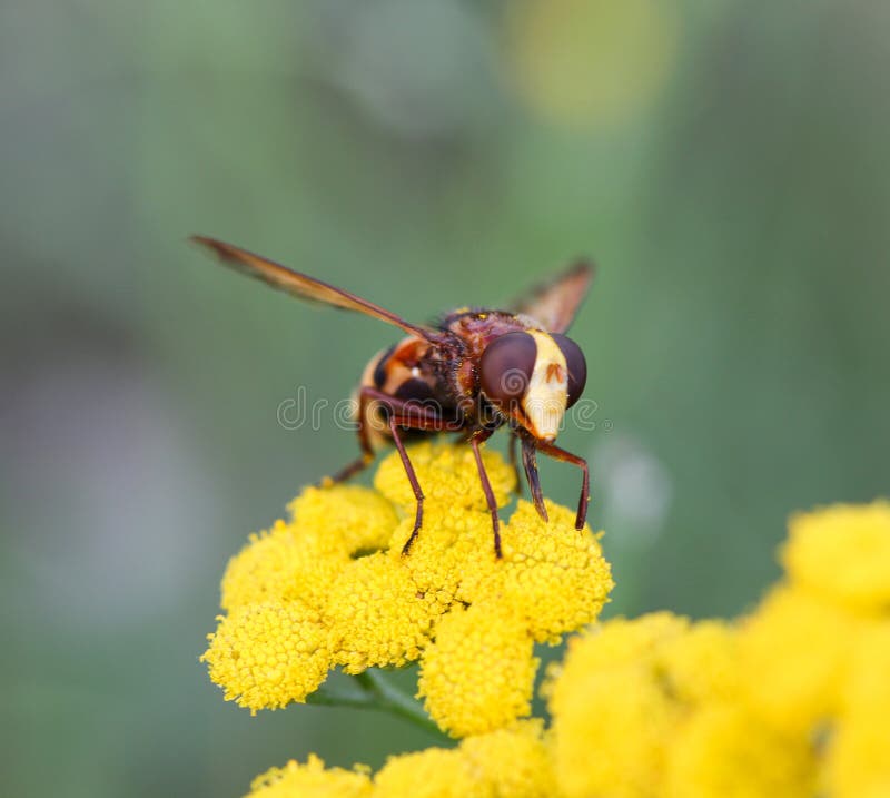 Insect op een gele bloem stock foto. Image of tuin, bloesem - 77498826