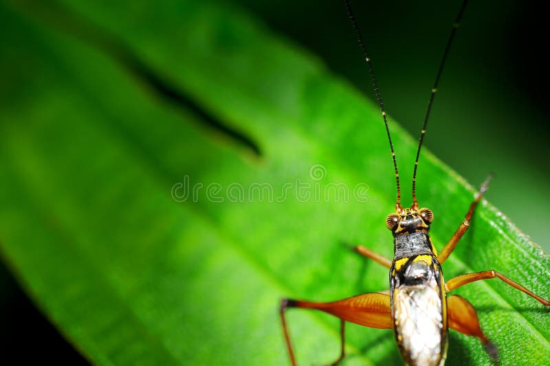 Insect op groen blad stock foto. Image of schepsel, naughty - 17375766
