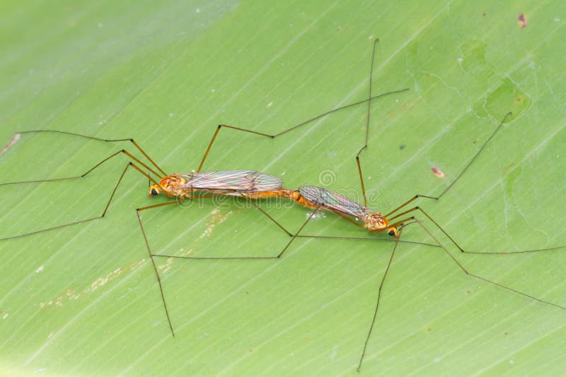 Insect op groen blad stock afbeelding. Image of installatie - 42633469