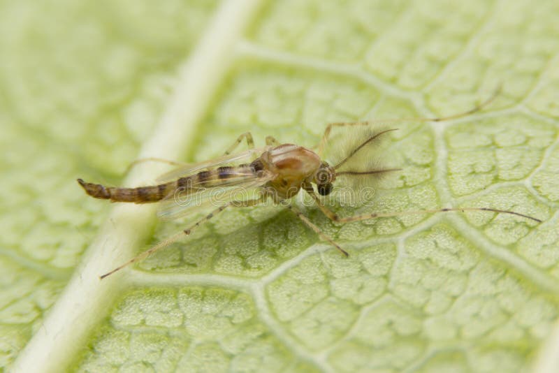 Insect op het blad stock foto. Image of schot, boom, mooi - 55501268