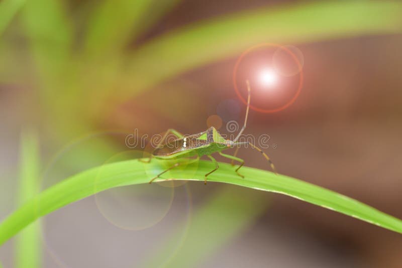Insect onder het gras stock foto. Image of groen, dier - 30149298